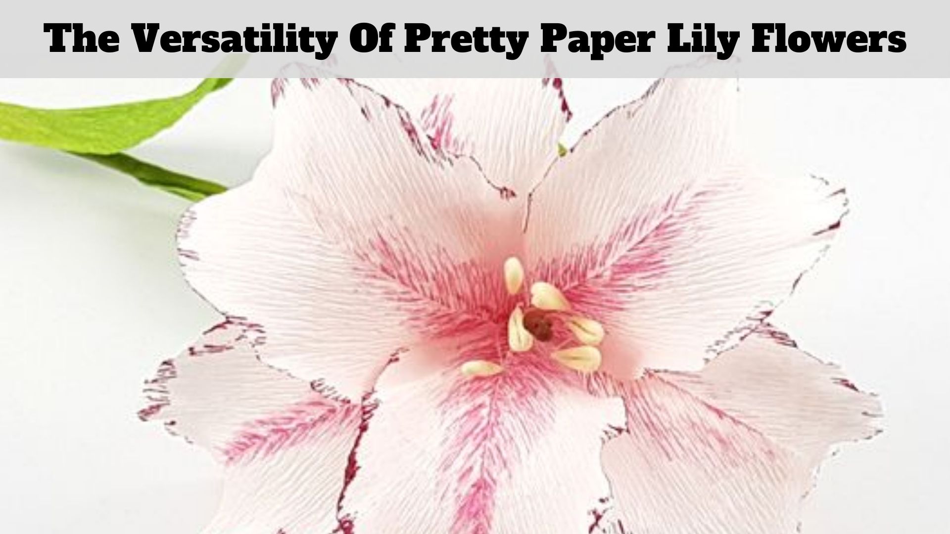 The Versatility Of Pretty Paper Lily Flowers You May Not Know