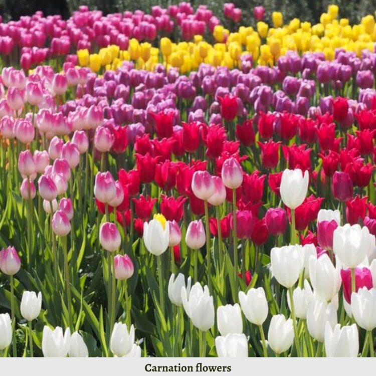 Unwrapping The Language Of Flowers For Wedding Anniversaries
