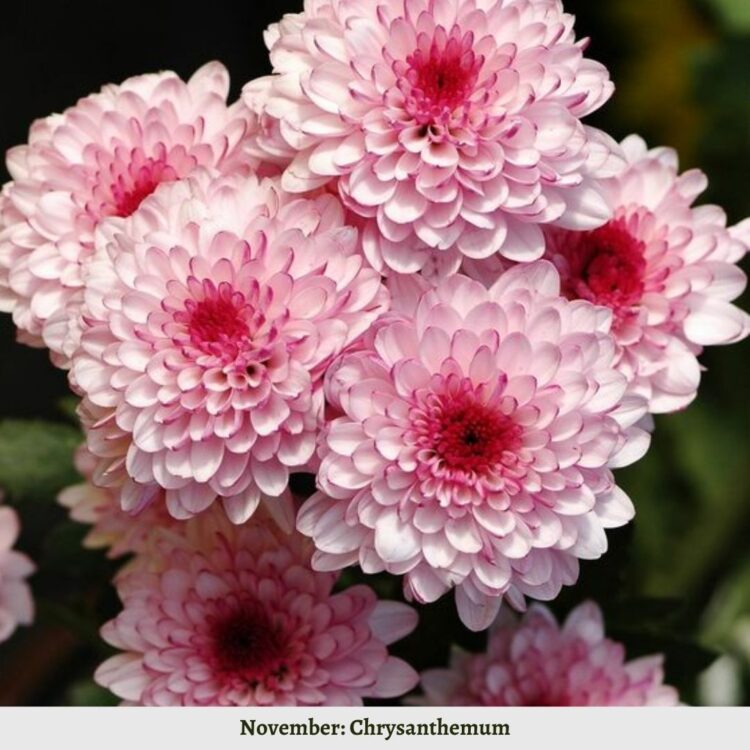 Birth Flowers By Month And Their Meanings - Part 2