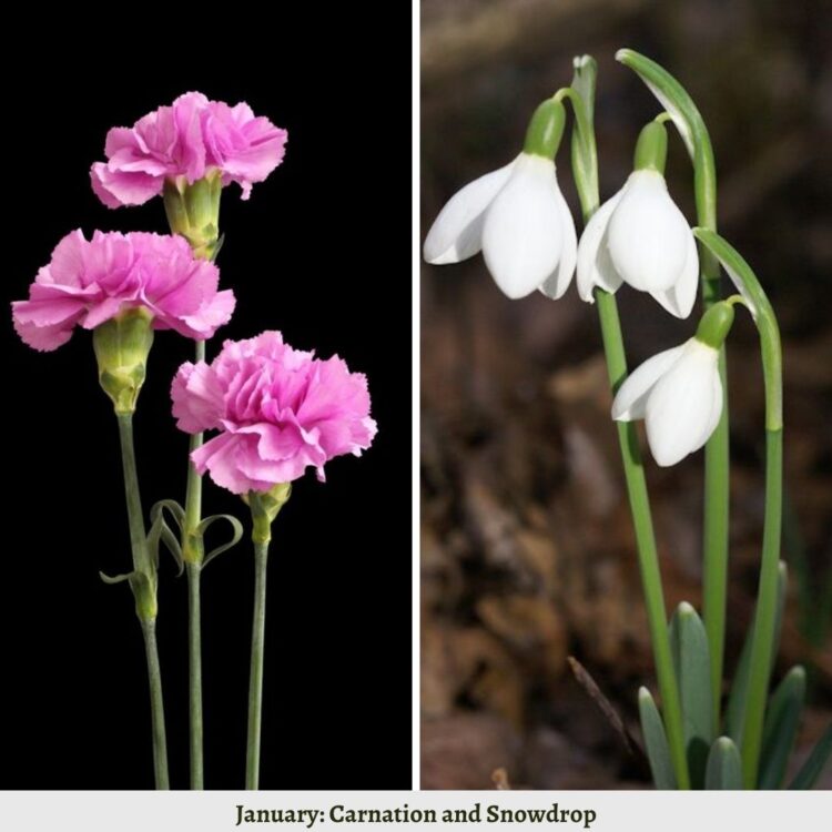 Birth Month Flowers And Their Meanings Part 1 - Camellia Bees