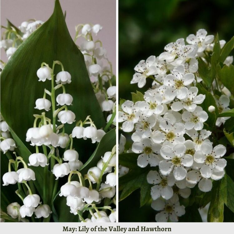 Birth Month Flowers And Their Meanings Part 1 - Camellia Bees