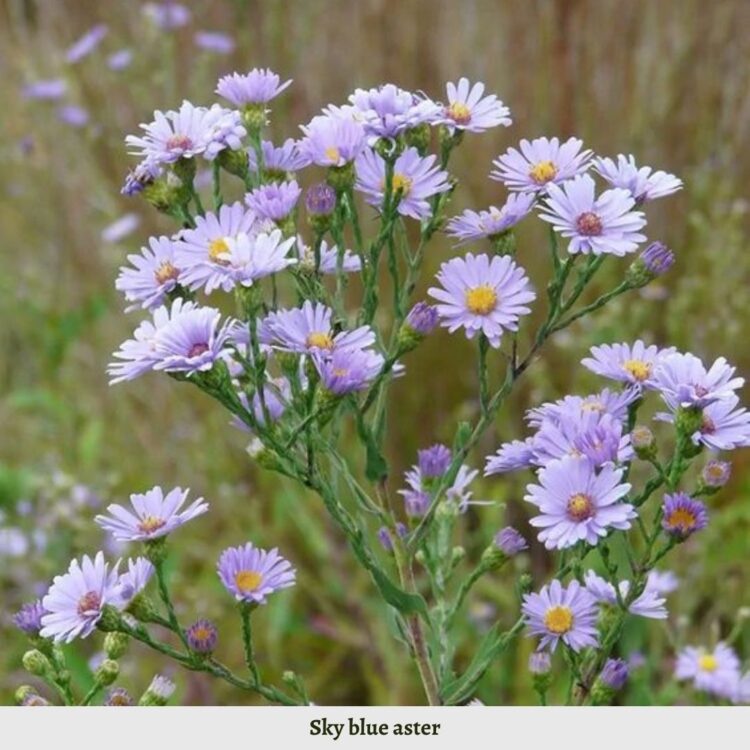 Top 5 Best Cut-and-Come-Again Flowers For Blooming Garden