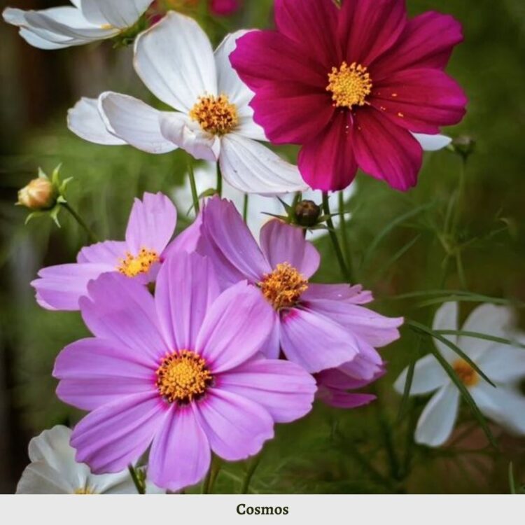 Top 5 Best Cut-and-Come-Again Flowers For Blooming Garden