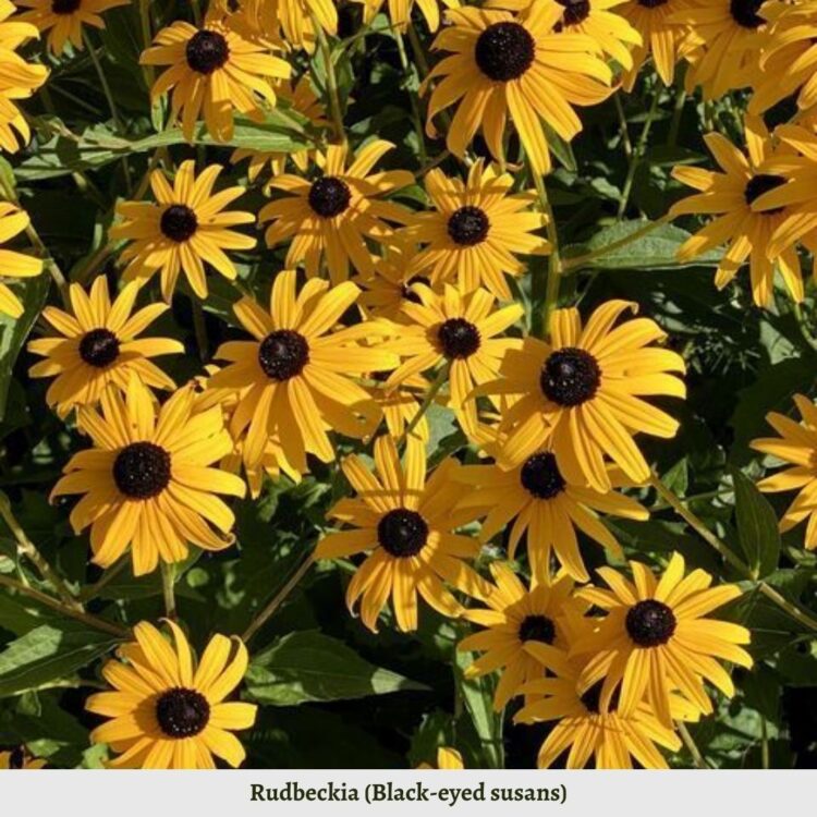 Top 5 Best Cut-and-Come-Again Flowers For Blooming Garden